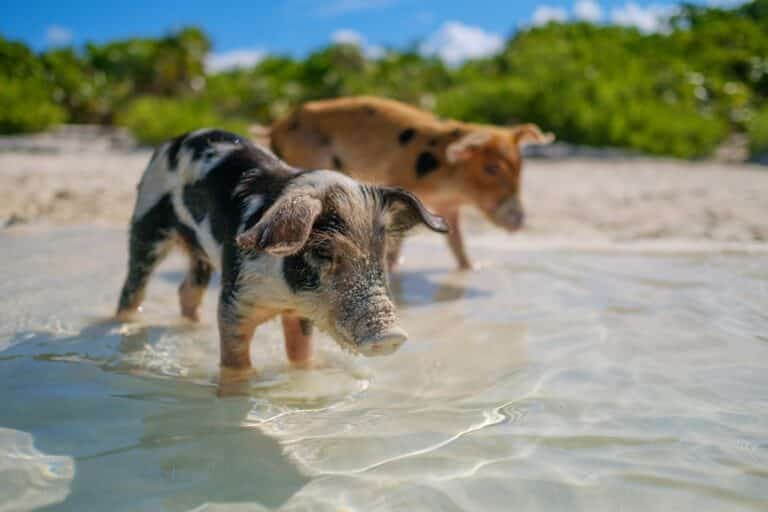 Nager avec des cochons aux Bahamas : une expérience étonnante