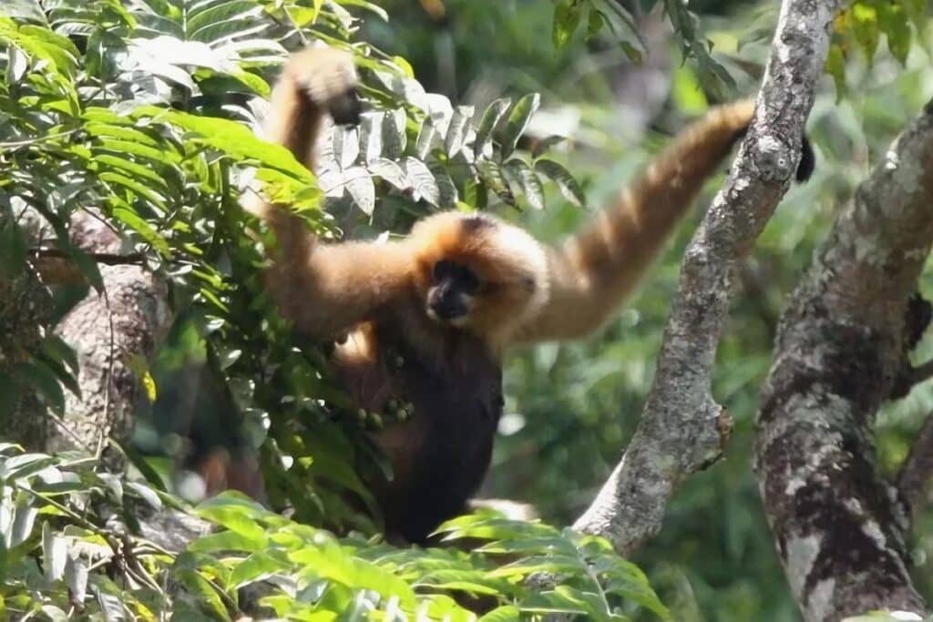 Réserve naturelle de Bokeo au Laos : l'expérience Gibbon