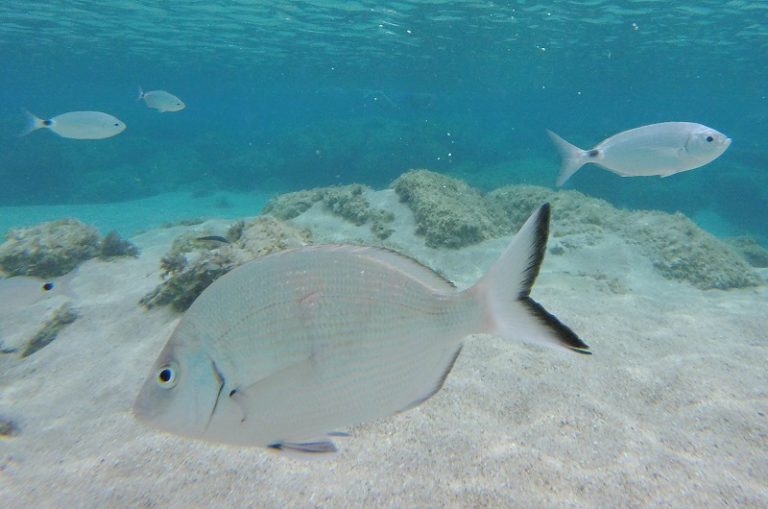 Qu'est-ce que le snorkeling