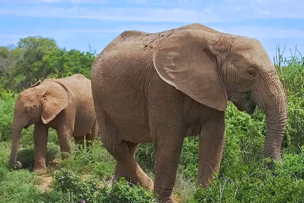 Parc national des éléphants d'Addo : guide complet