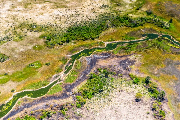Réserve de Moremi au Botswana, le cœur de l'Okavango