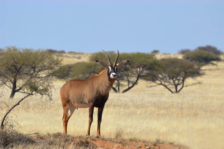 Les plus belles antilopes d'Afrique : top 16