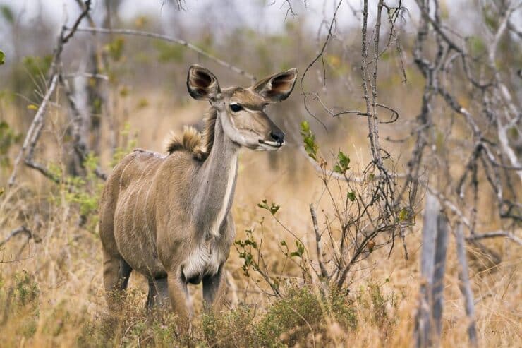 Les plus belles antilopes d'Afrique : top 16