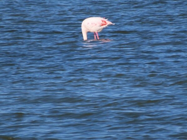 Visiter Palavas-les-Flots : que faire et que voir dans la ville