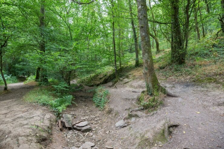 Visiter Brocéliande : forêt mythique de la légende arthurienne