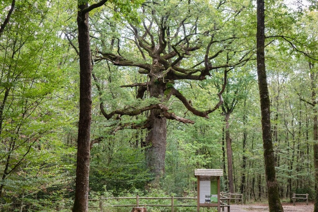 Visiter Brocéliande : 15 choses à découvrir