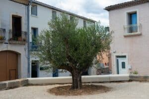 Visiter Bouzigues : le charme paisible d'un village ostréicole